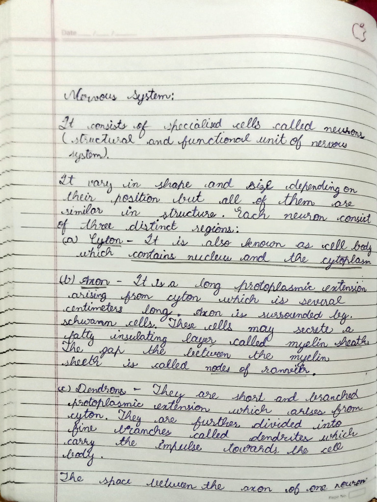 Neurons Class 10 Short Notes | PDF