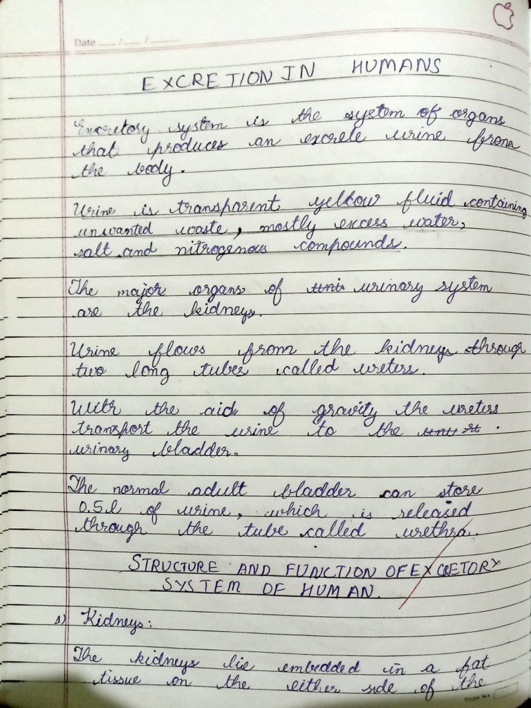 Excretion Short Class Note | PDF