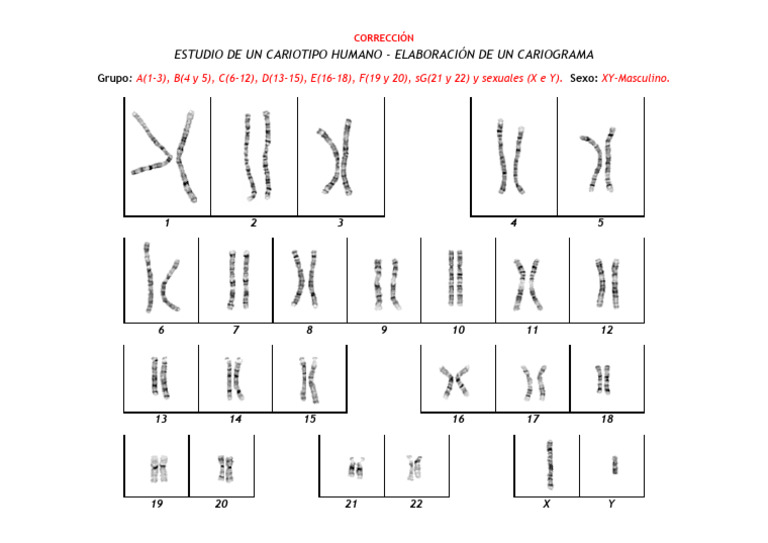 Lámina I Corregida | PDF