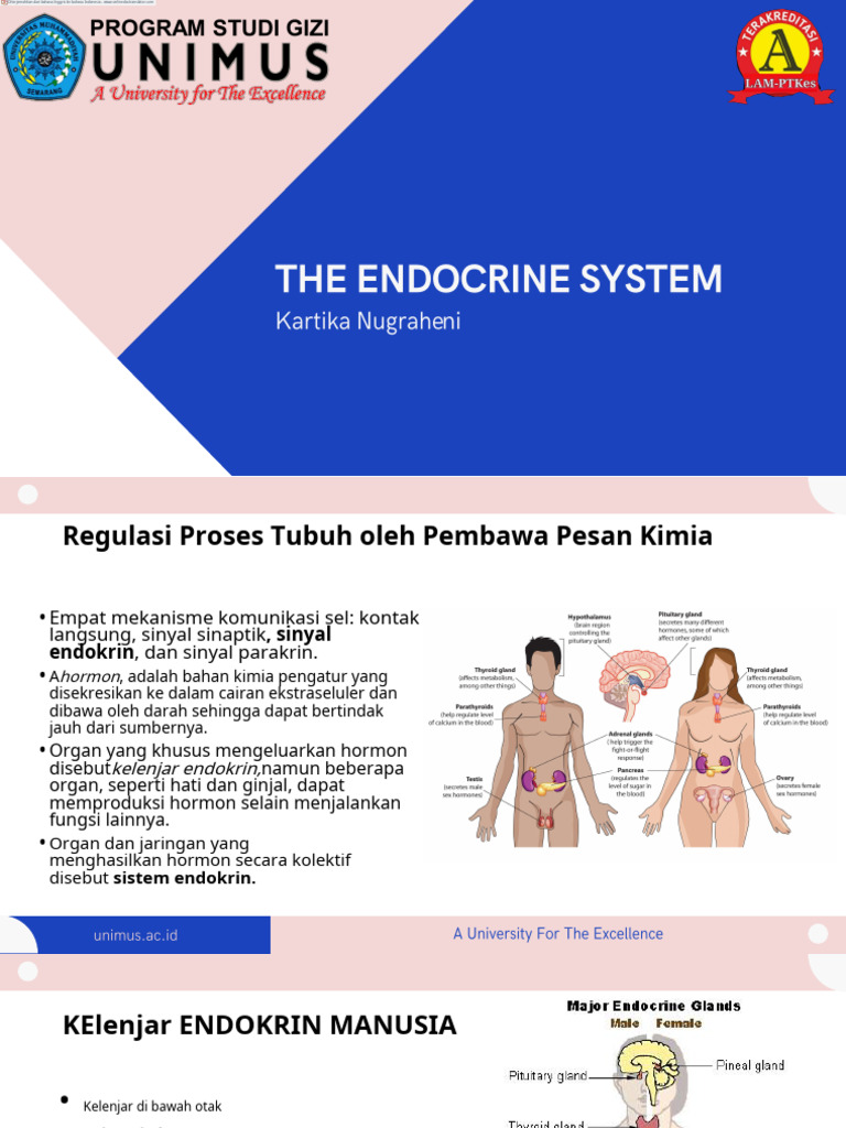 The Endocrine System En Id Pdf