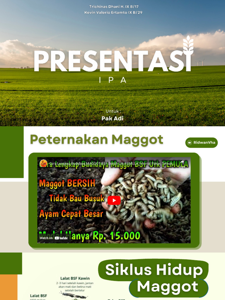Ternak Maggot - IPA | PDF