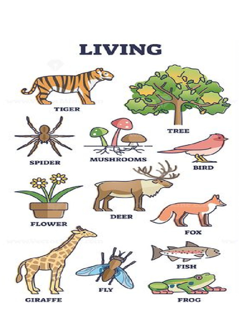 Living and Non Living Flashcards | PDF