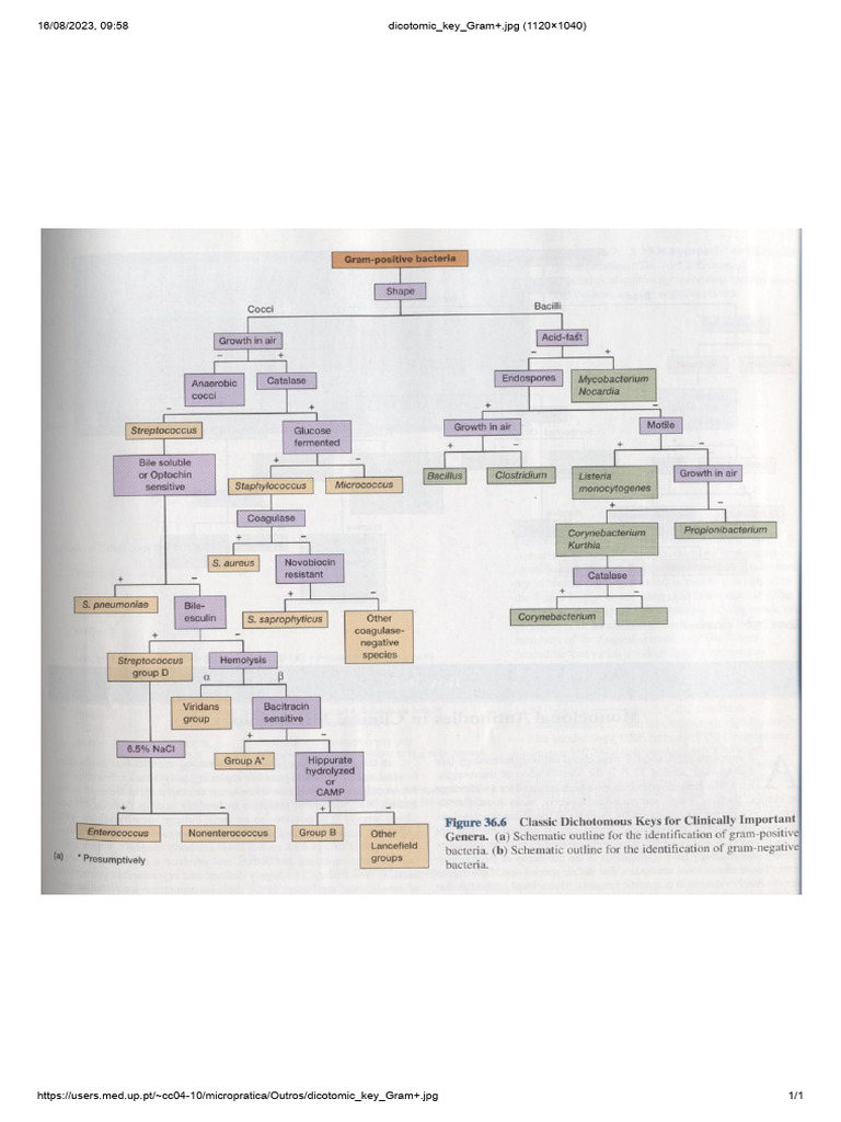 Dicotomic Key Gram+ | PDF
