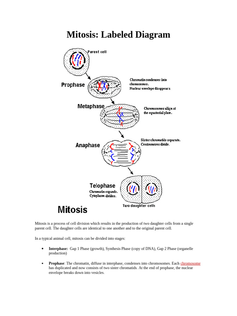 Mitosis | PDF