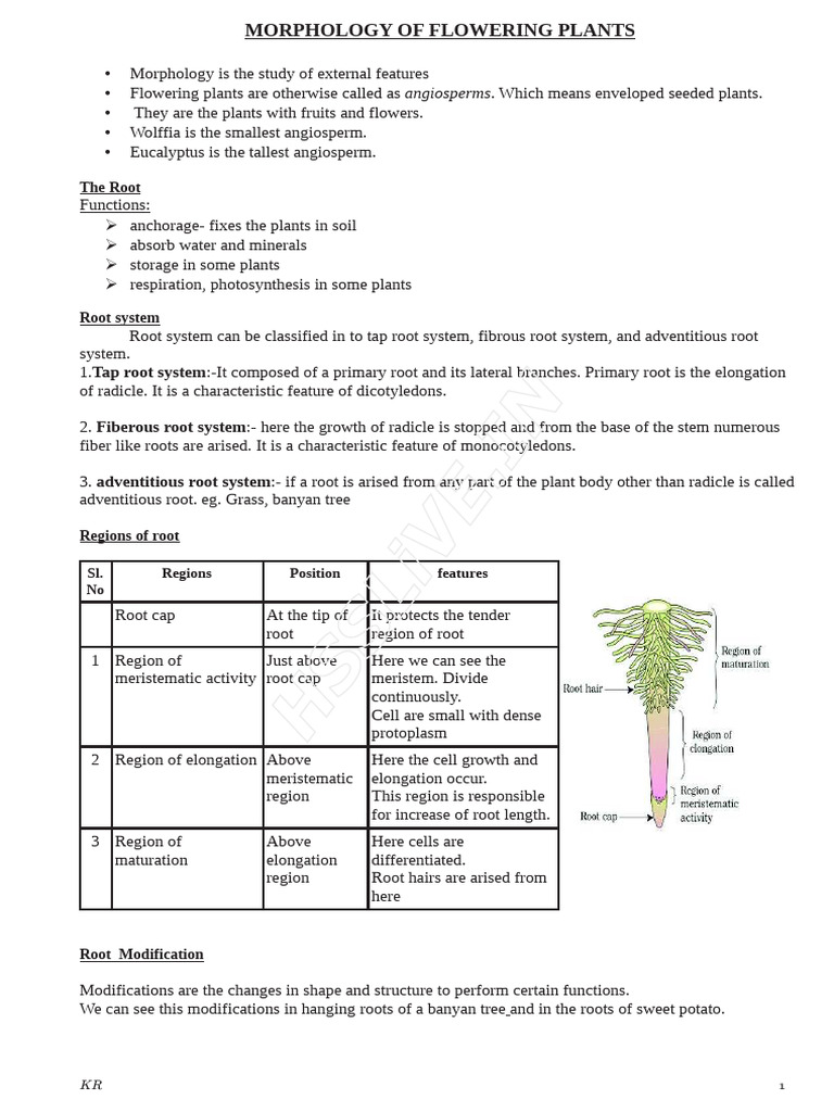 3.morphology of Angiosperms-Hsslive | PDF