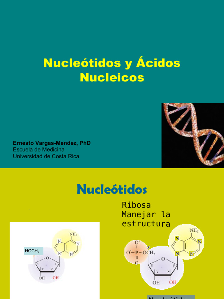 NucleÃ Tidos y Ac Nucleicos - TF2023 | PDF | Nucleótidos | Ácidos nucleicos