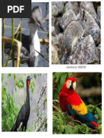 Flora y Fauna de La Sierra Peruana | PDF | Andes