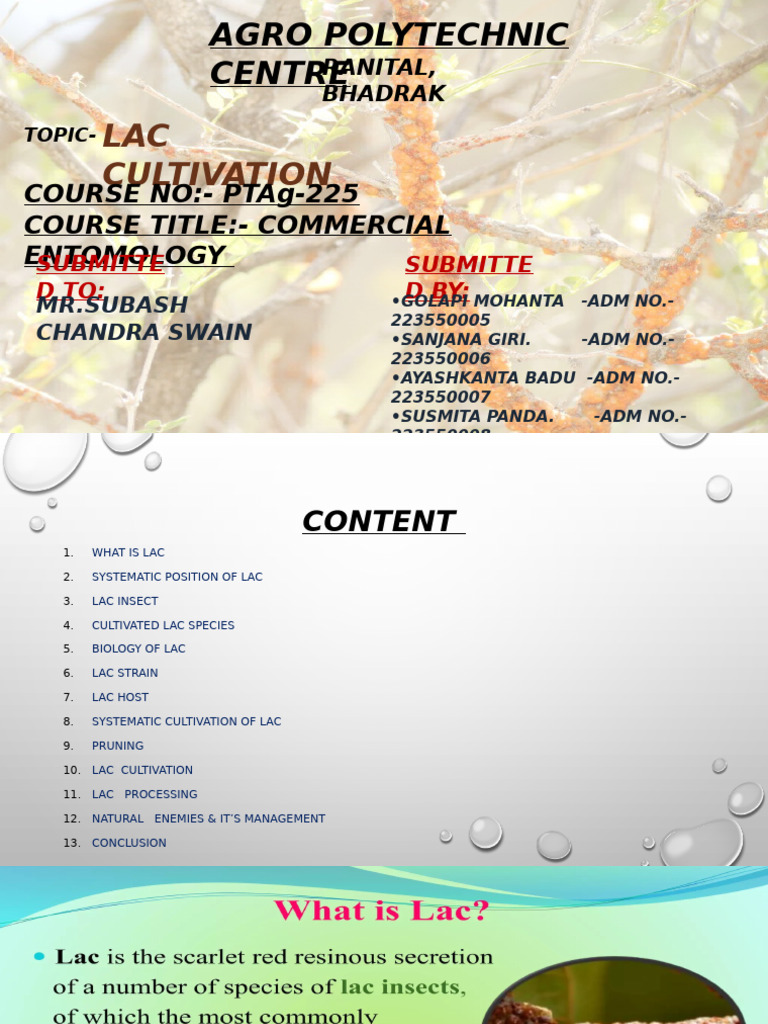 Lac Cultivation | PDF