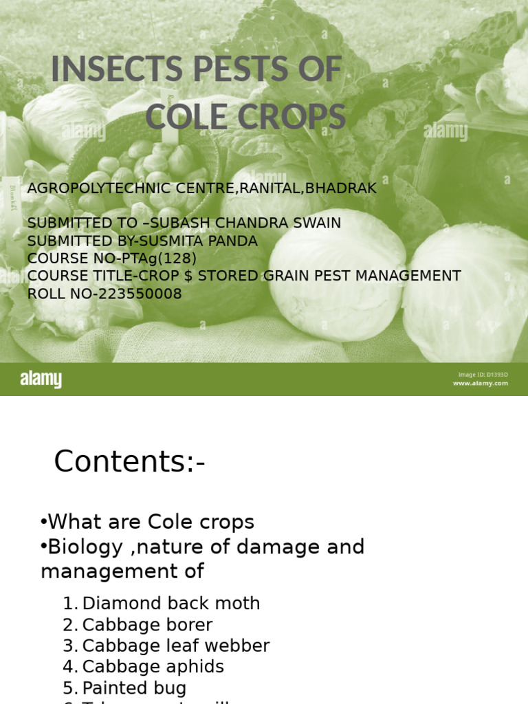 Pests of Cole Crops | PDF | Cabbage | Pupa