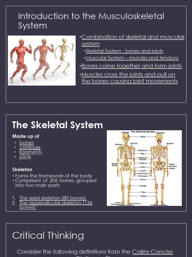 1.1 Skeletal System Presentation | PDF | Skeleton | Anatomical Terms Of ...