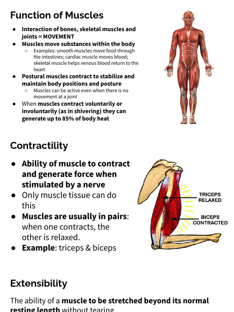 Functions and Types of Muscles | PDF | Muscle | Wellness