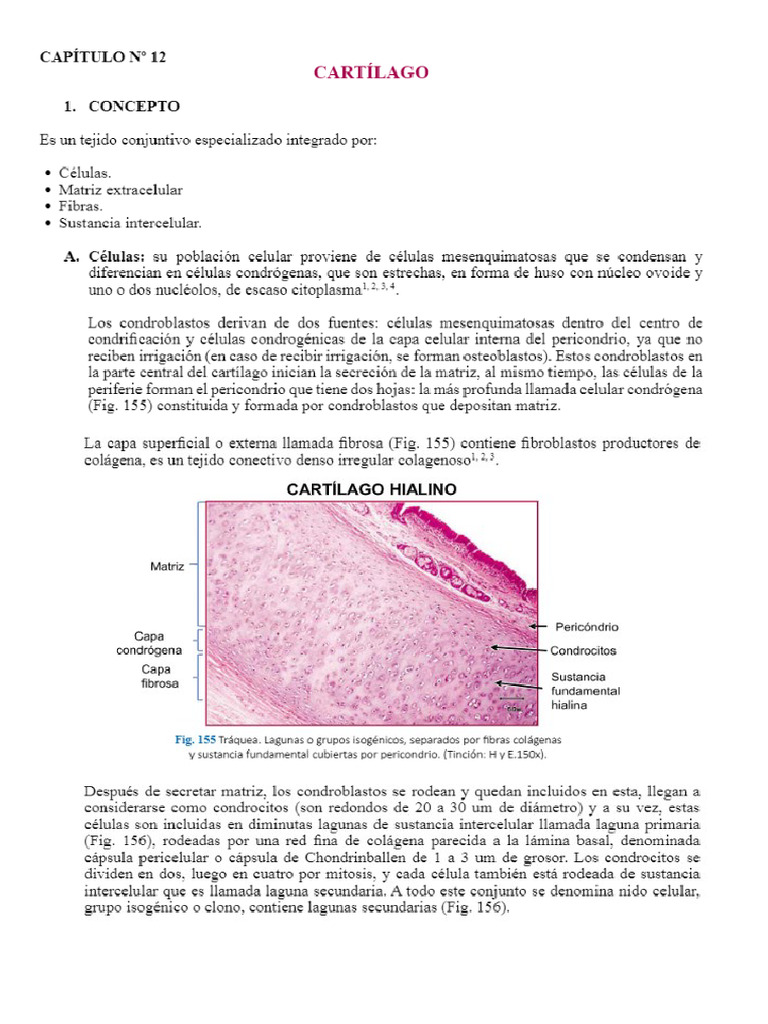 Cartilago Hialino | PDF