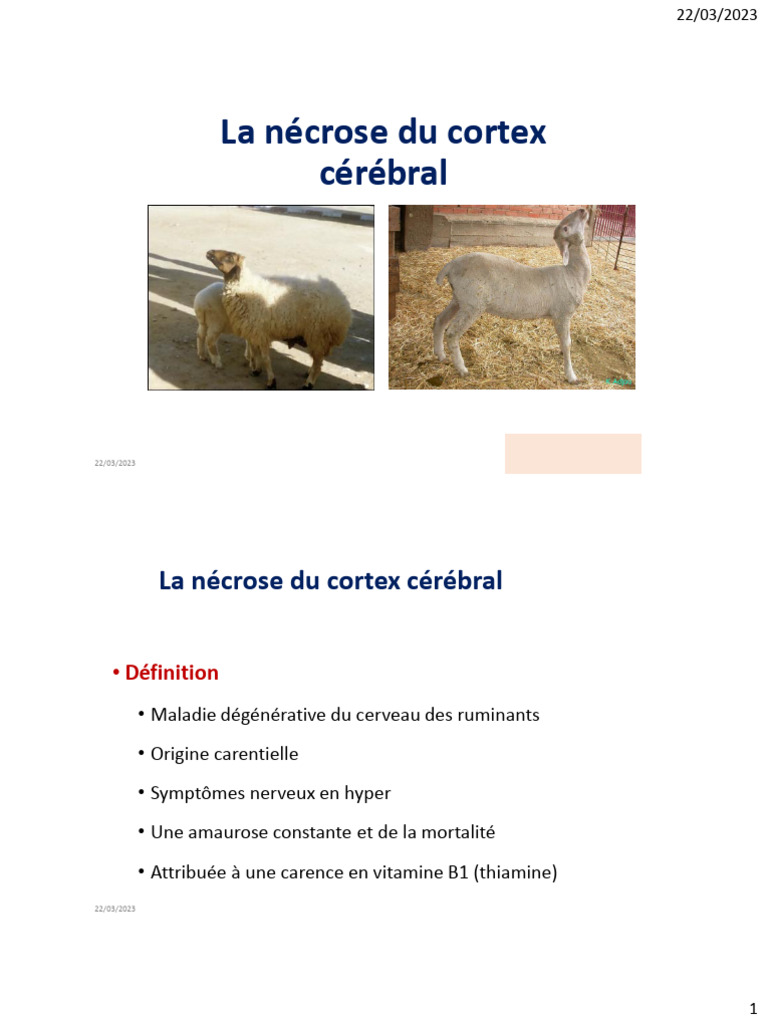 La Nécrose Du Cortex Cérébral | PDF