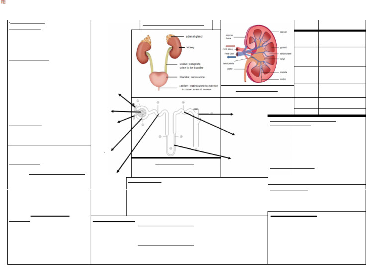 Human Urinary System One Pager | PDF