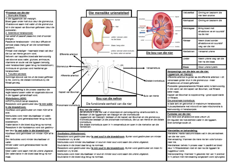 Urienstelsel One Pager | PDF