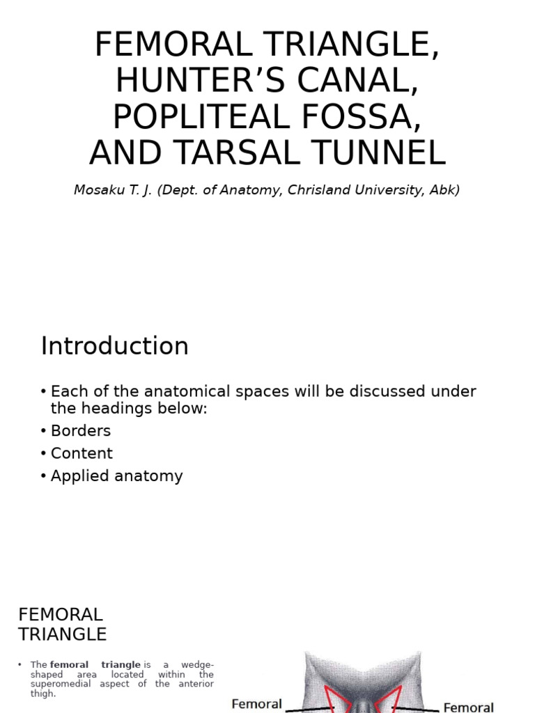 Femoral Triangle, Hunter's Canal, Popliteal Fossa | PDF
