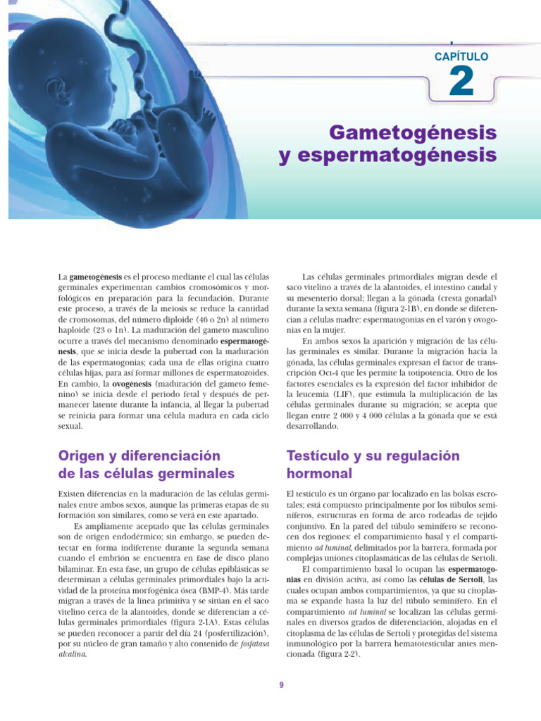 EMBRIOLOGIA GAMETOGENESIS Y ESPERMATOGENESIS | PDF