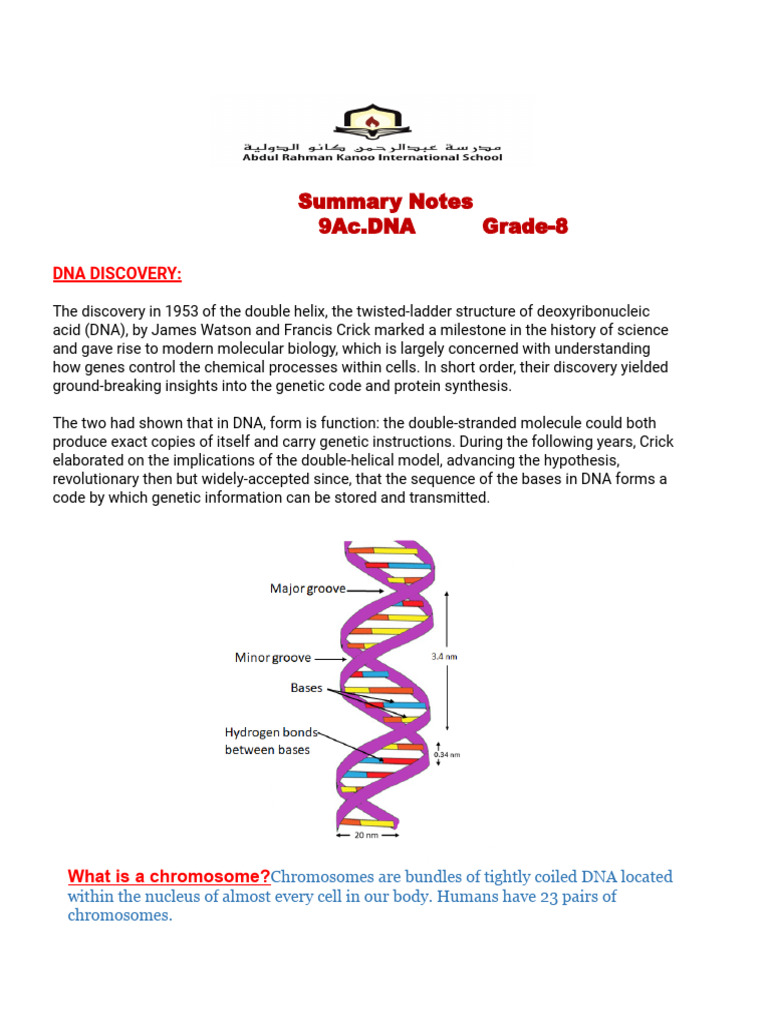 9ac - DNA-Summary Notes | PDF