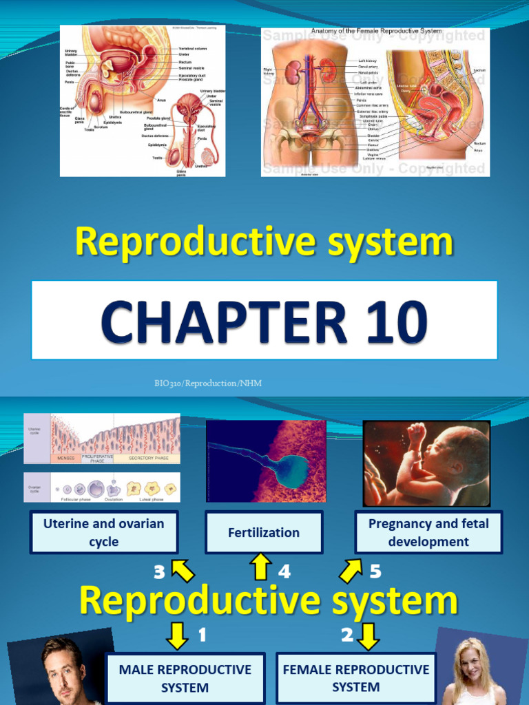 Chapter 10 - Reproductive System | PDF