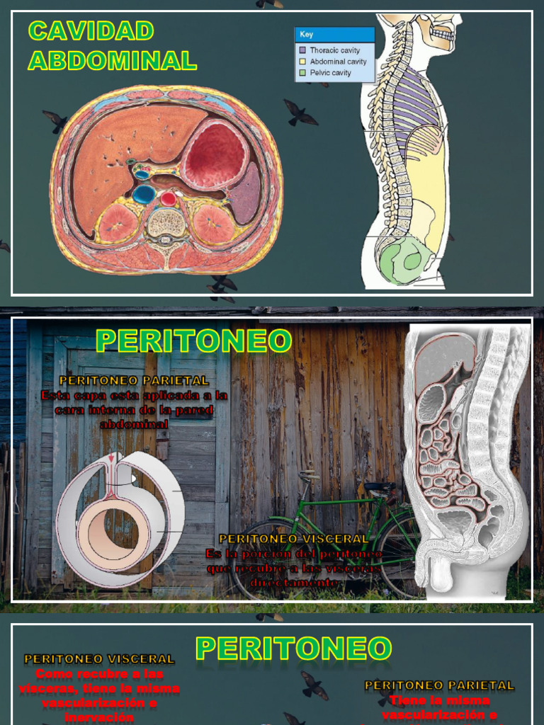 Cavidad Abdominal y Peritoneo | PDF