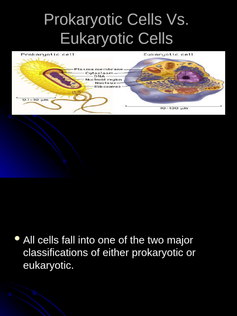 Prokaryote vs Eukaryote Notes (1) | PDF