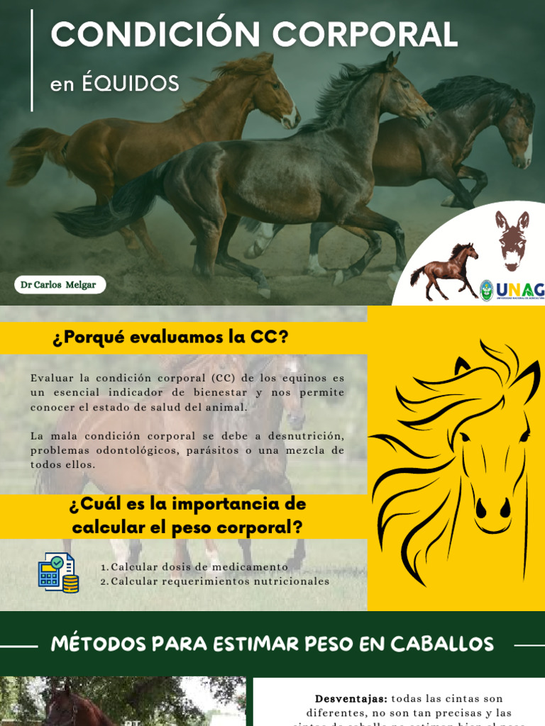 Zootecnia Equinos | PDF