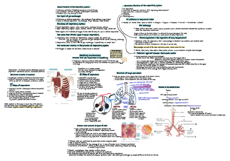 Respiratory system | PDF