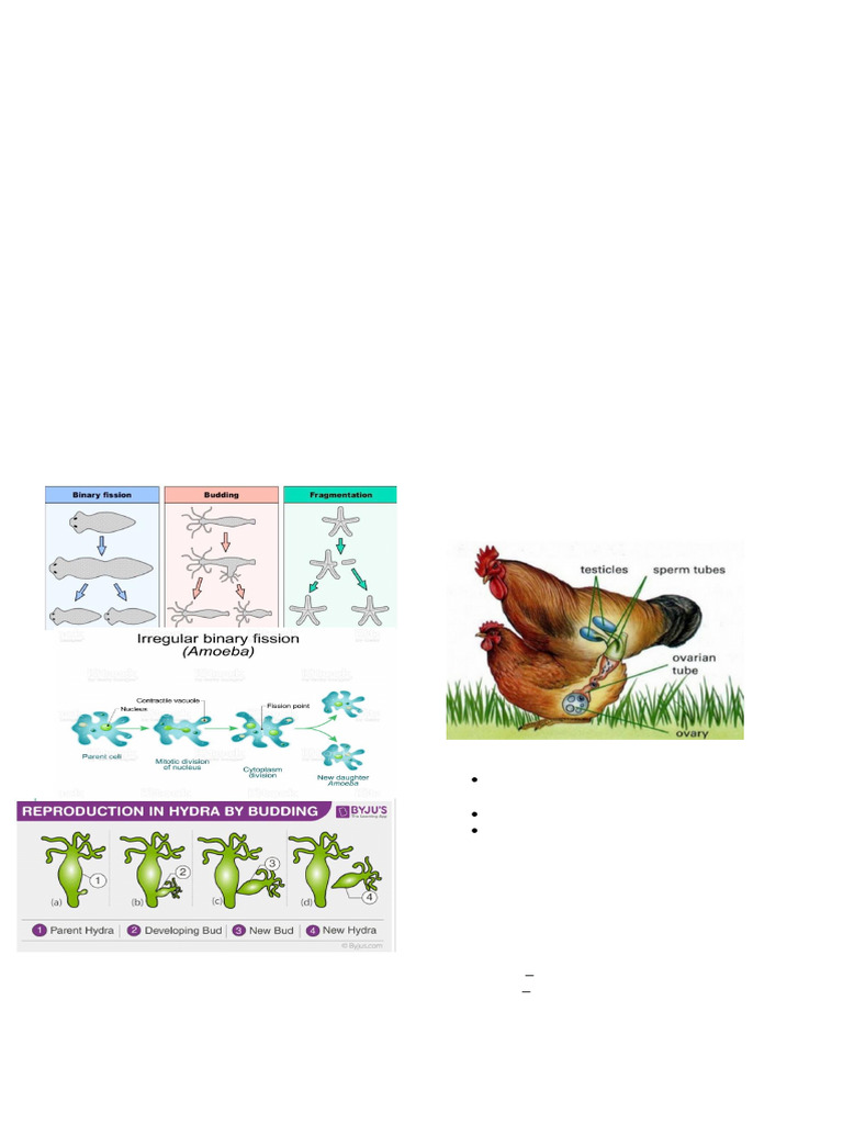 Genbio 2 Reviewer | PDF