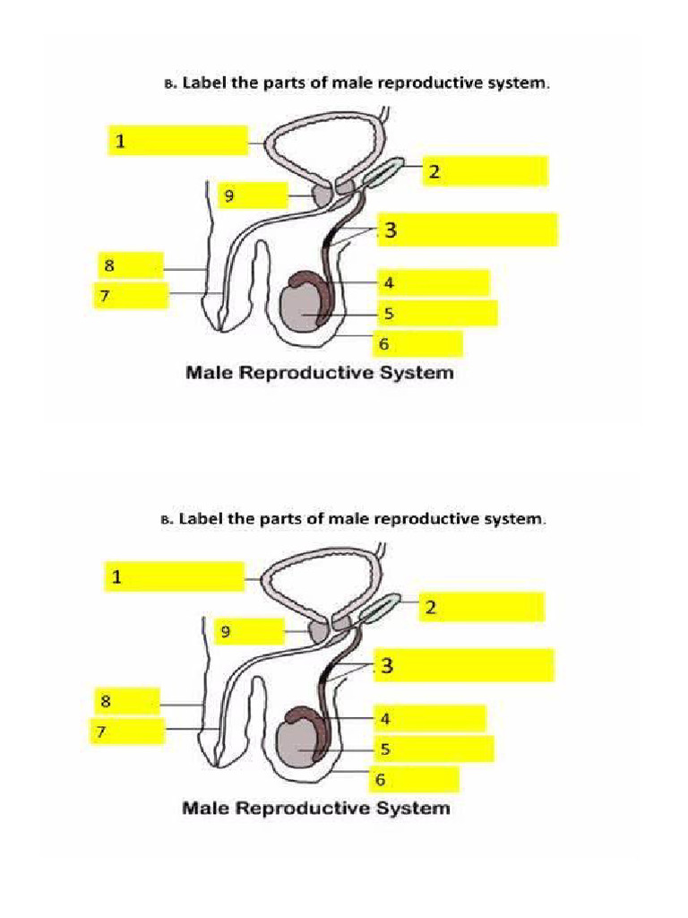 Male Rep System | PDF