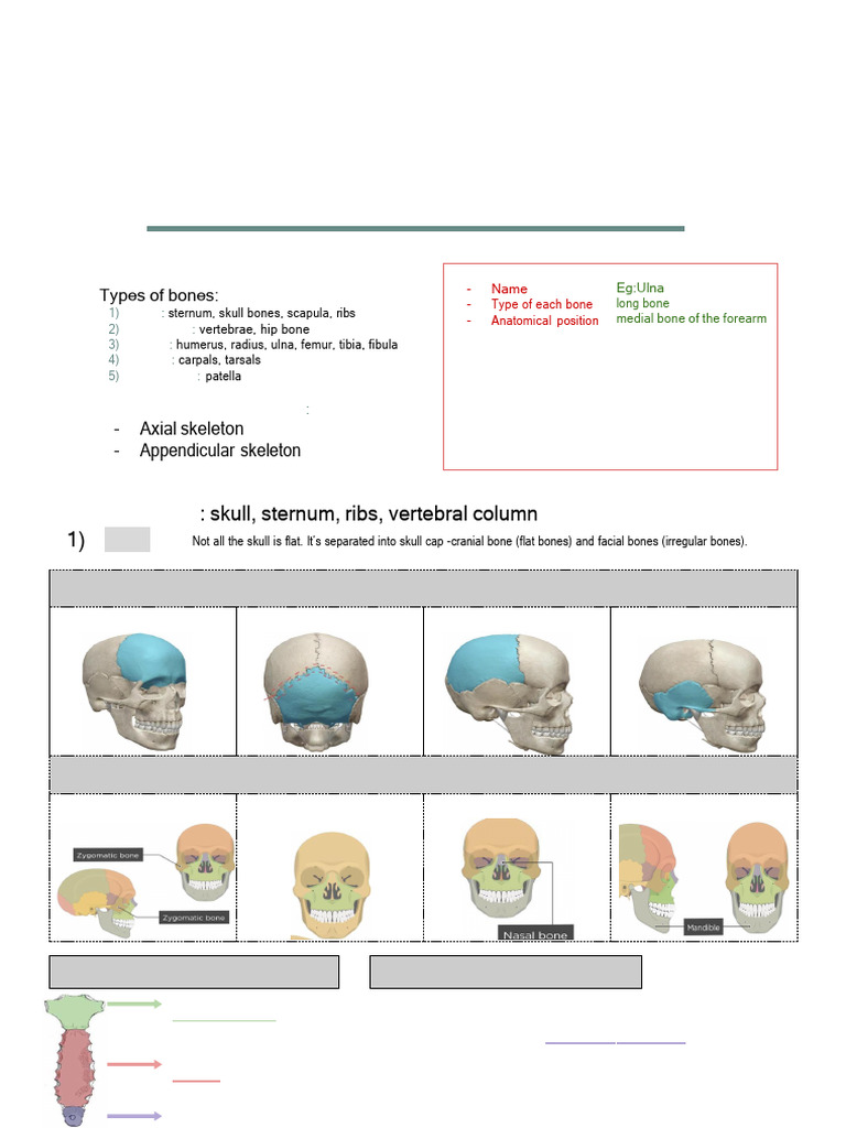 Anatomy OSPE For 3rd Batch | PDF
