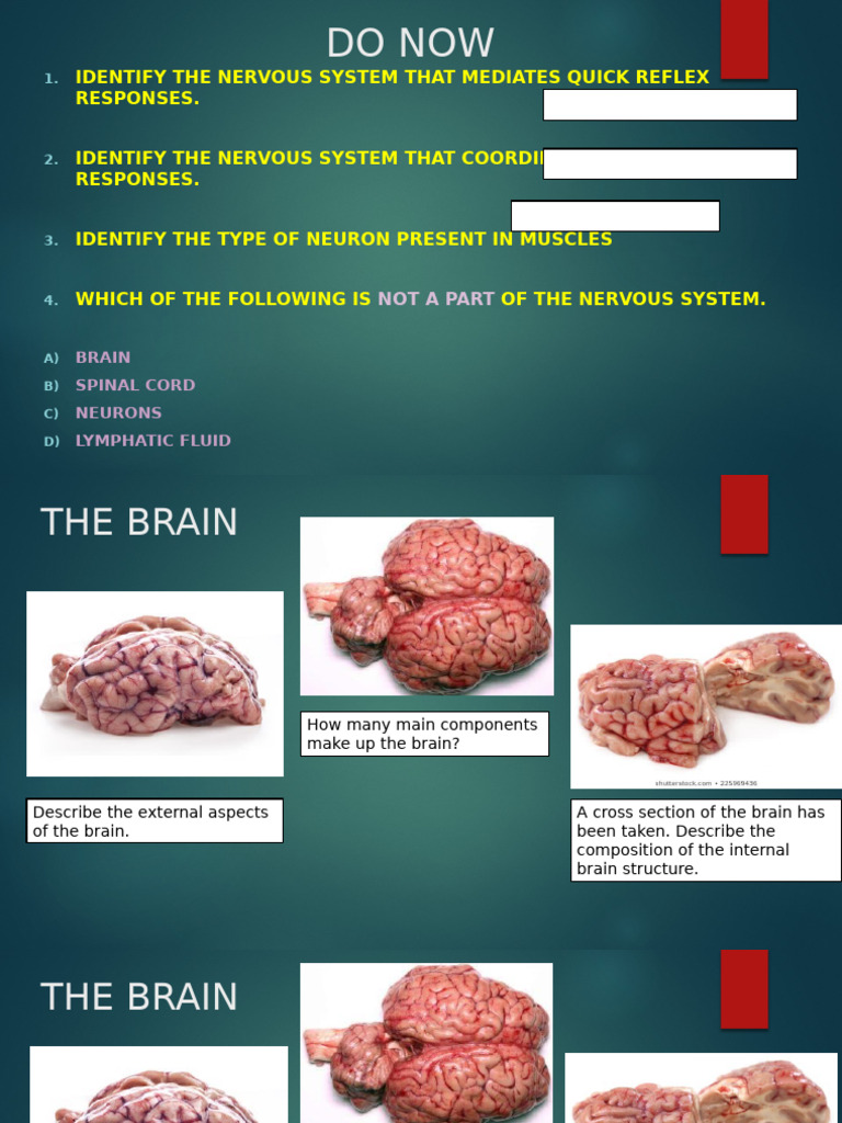 L4 Brain and Endocrine System | PDF