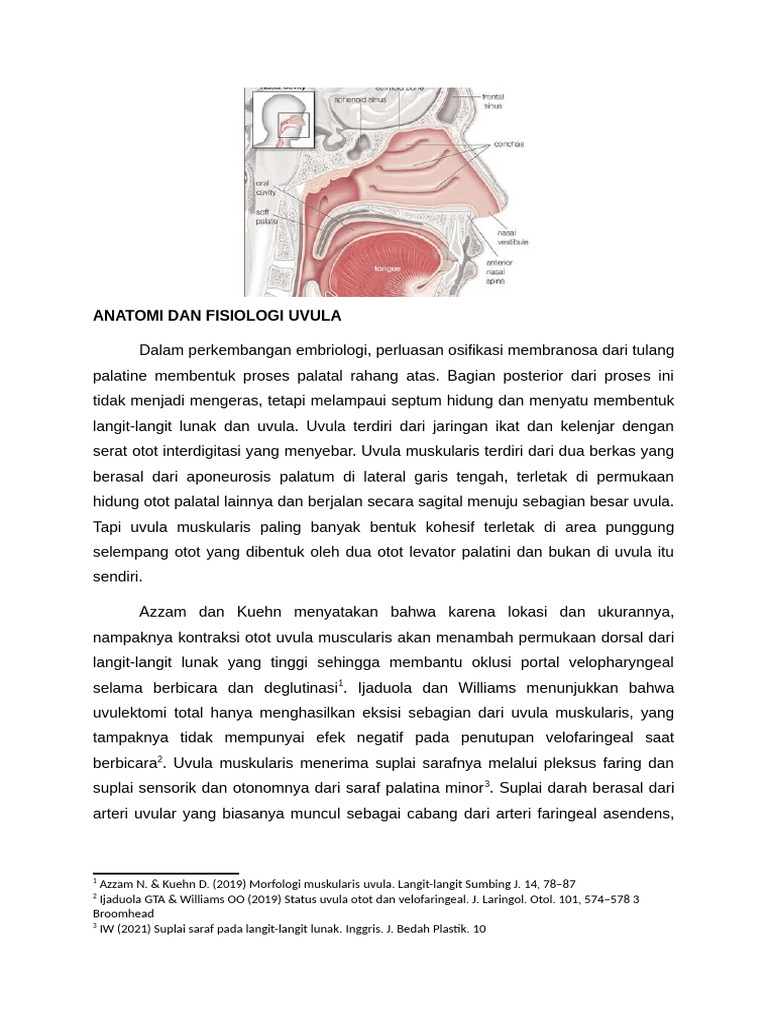 Anatomi Dan Fisiologi Uvula | PDF | Ciencias sociales | Salud y bienestar