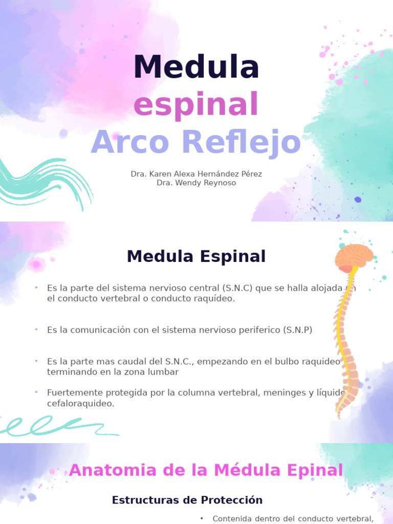 Medula Espinal | PDF