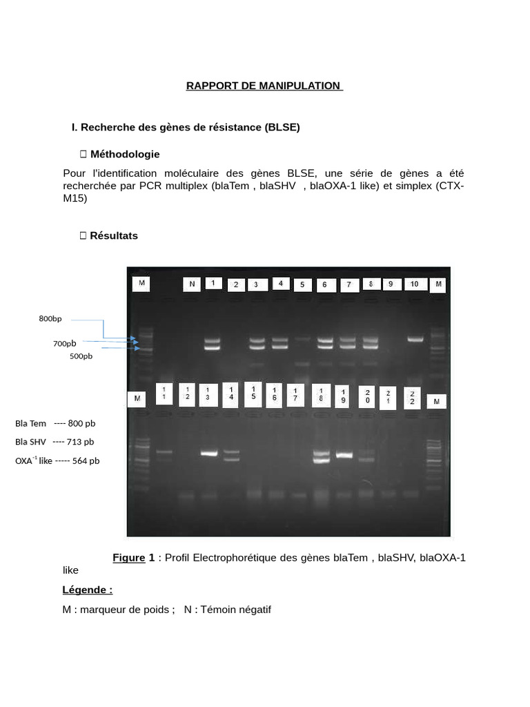 Rapport TP Draft PCR Electrophorese | PDF