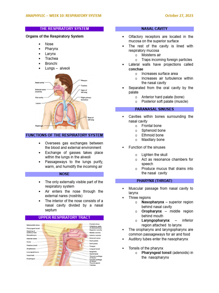 Week 10 - Respiratory System | PDF