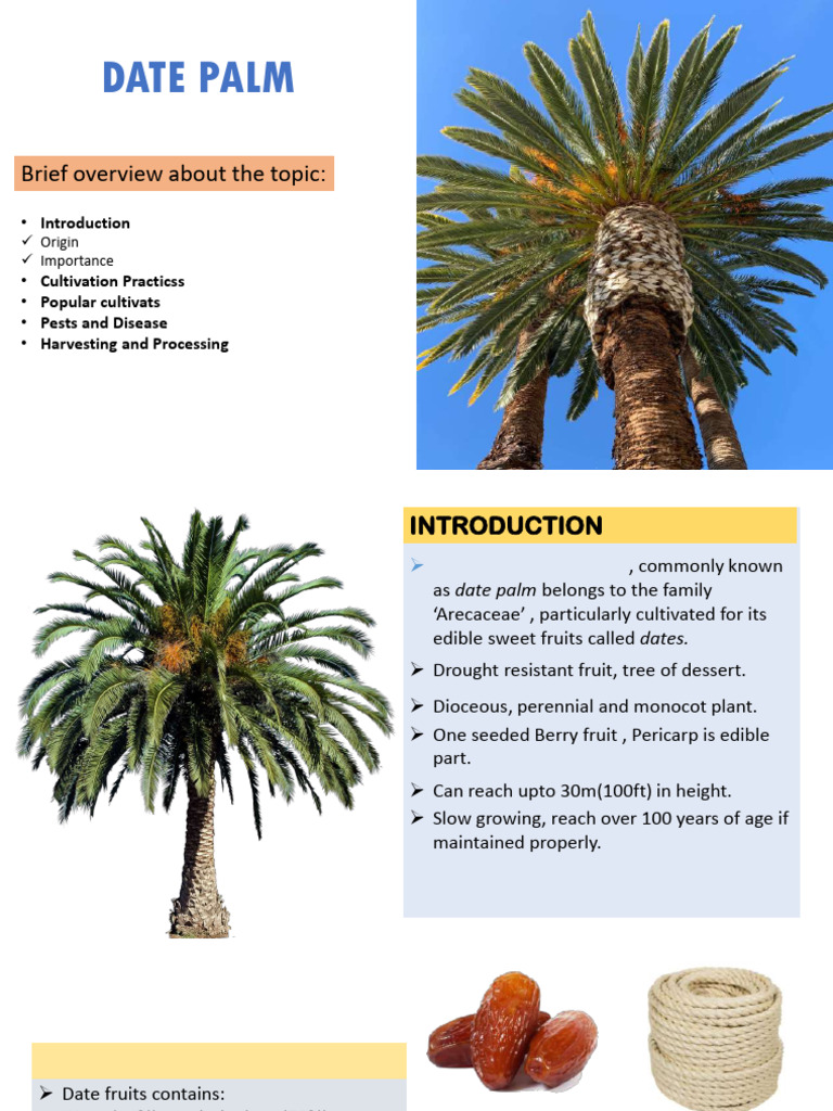 Date Palm: Brief Overview About The Topic | PDF