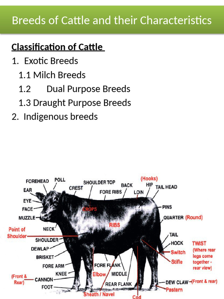 Cattle Breeds | PDF