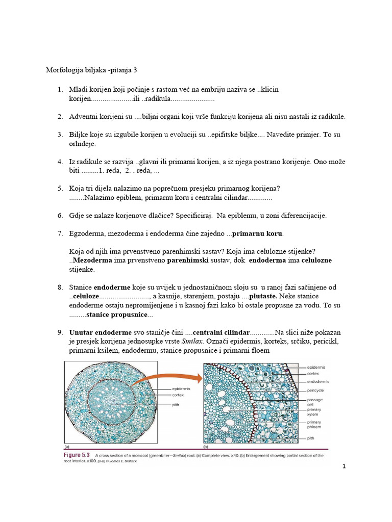 Morfologija Biljaka3 | PDF