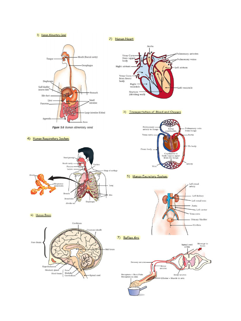 Science Diagramss | PDF