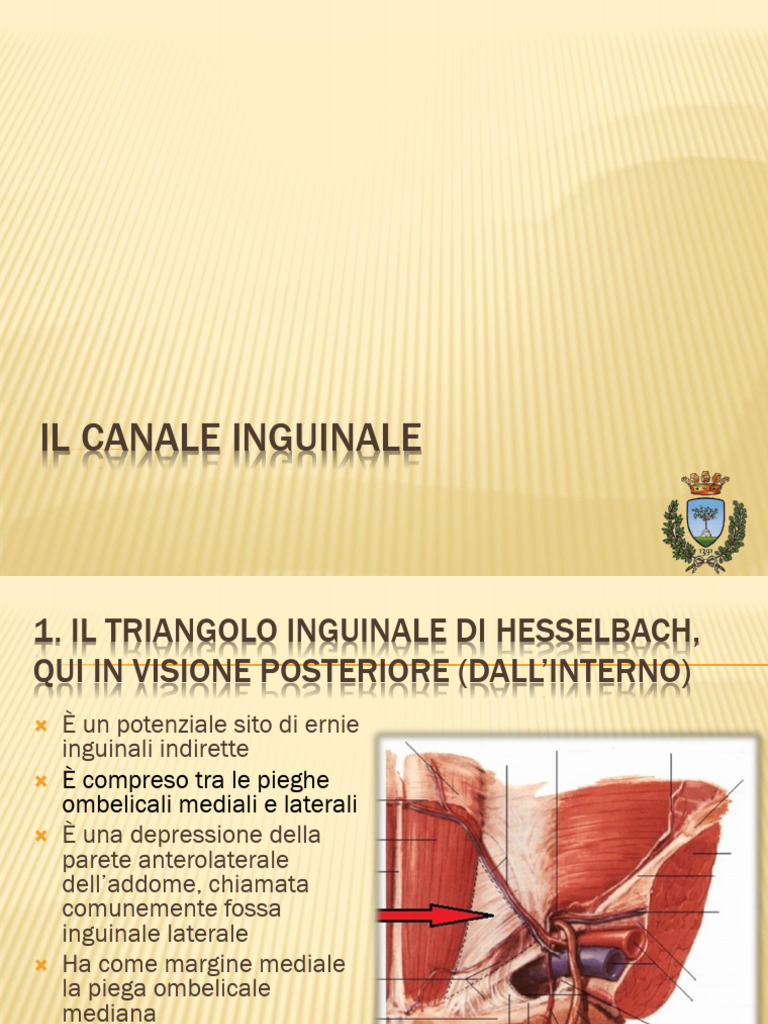 Il Canale Inguinale | PDF