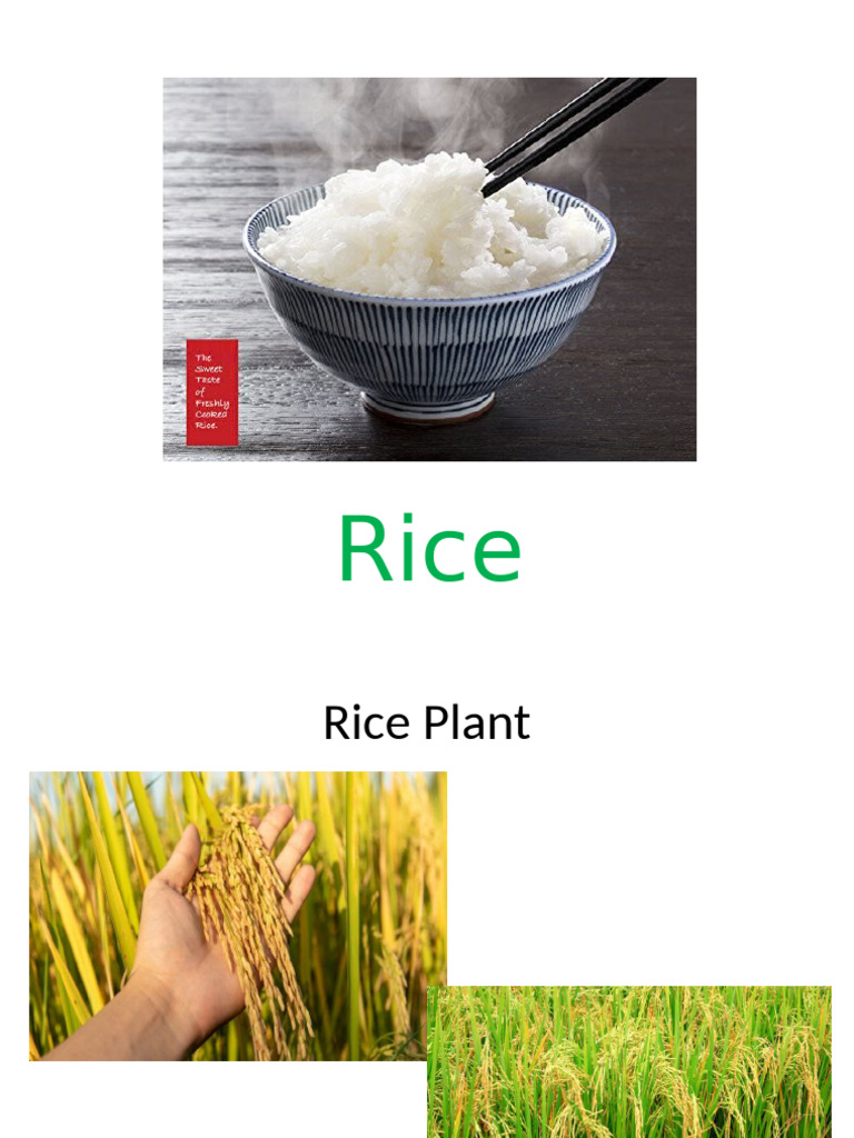 Rice Presentation | PDF