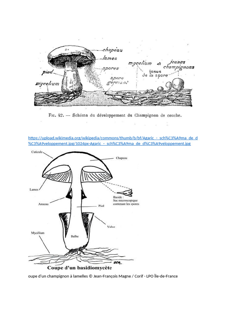 Schémas de Champignons | PDF