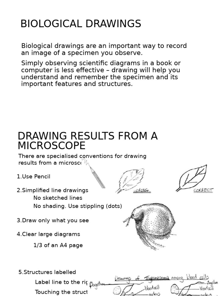 Biological Drawings | PDF