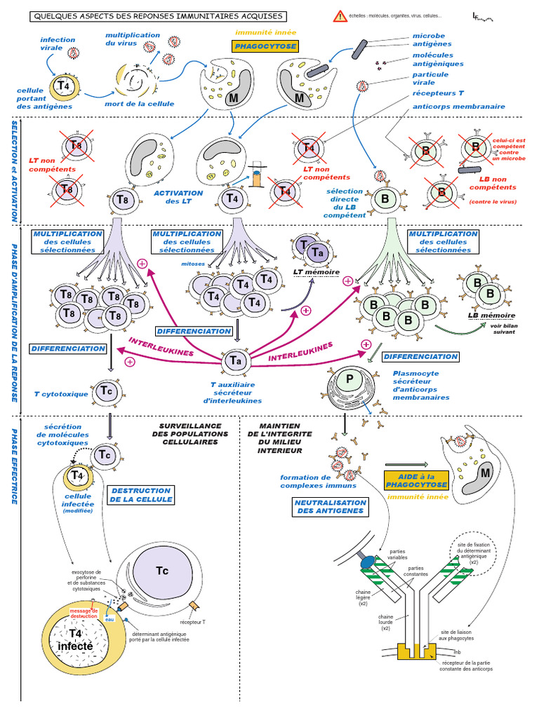 Schema Reponse Immunitaire Complete | PDF
