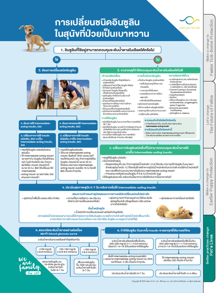 Insulin Dog - Final | PDF | Endocrine System | Endocrine