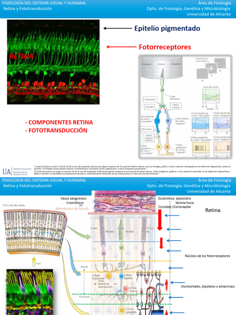Tema 15 Retina y Fototransducción | PDF