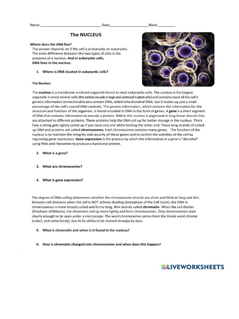 Nucleus-Worksheet | PDF