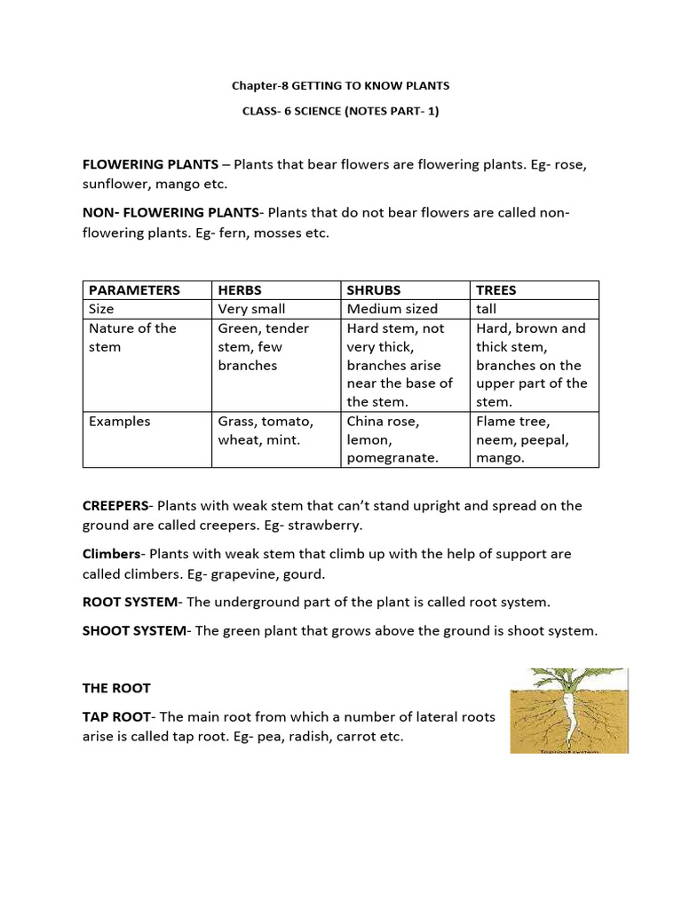 Science CH - 8 Getting To Know Plants (Notes-1) | PDF