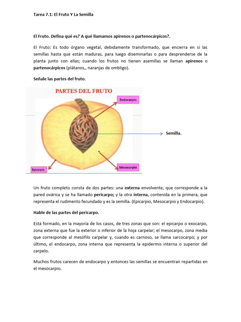 Fruto y Semilla: Definición y Partes | PDF | Semilla | Ciencia y ...