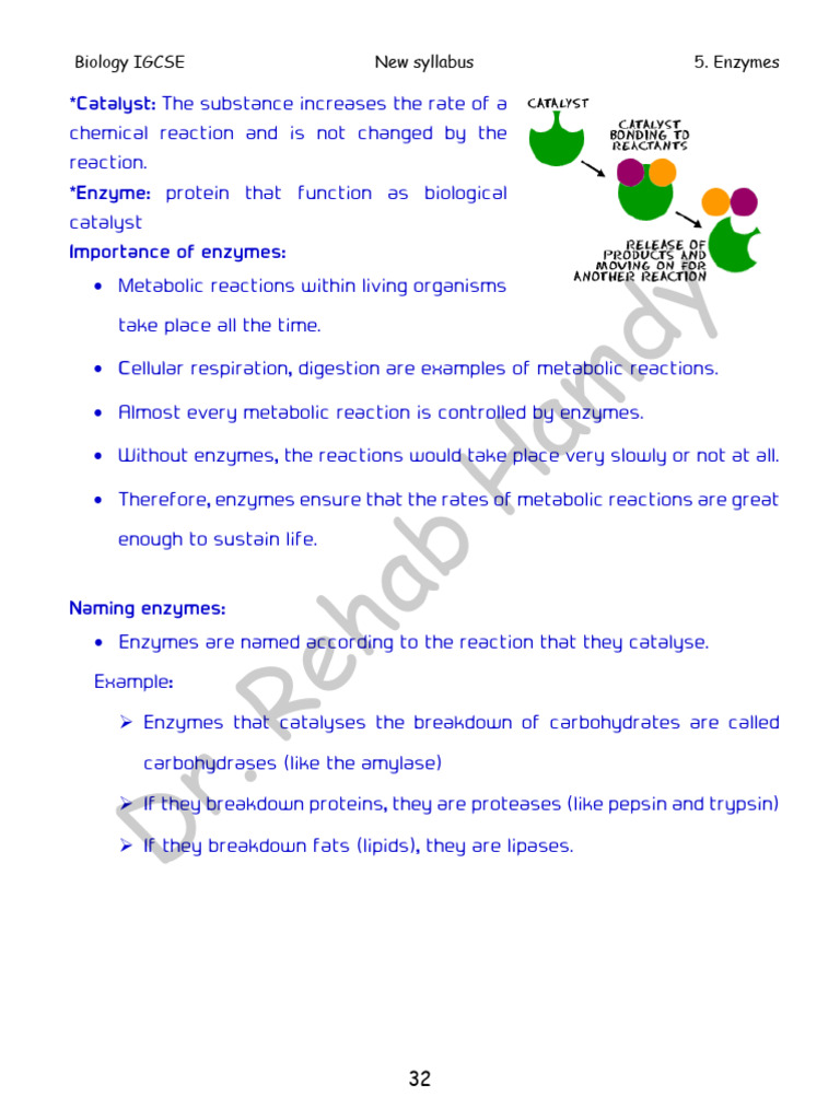 Enzymes Notes | PDF